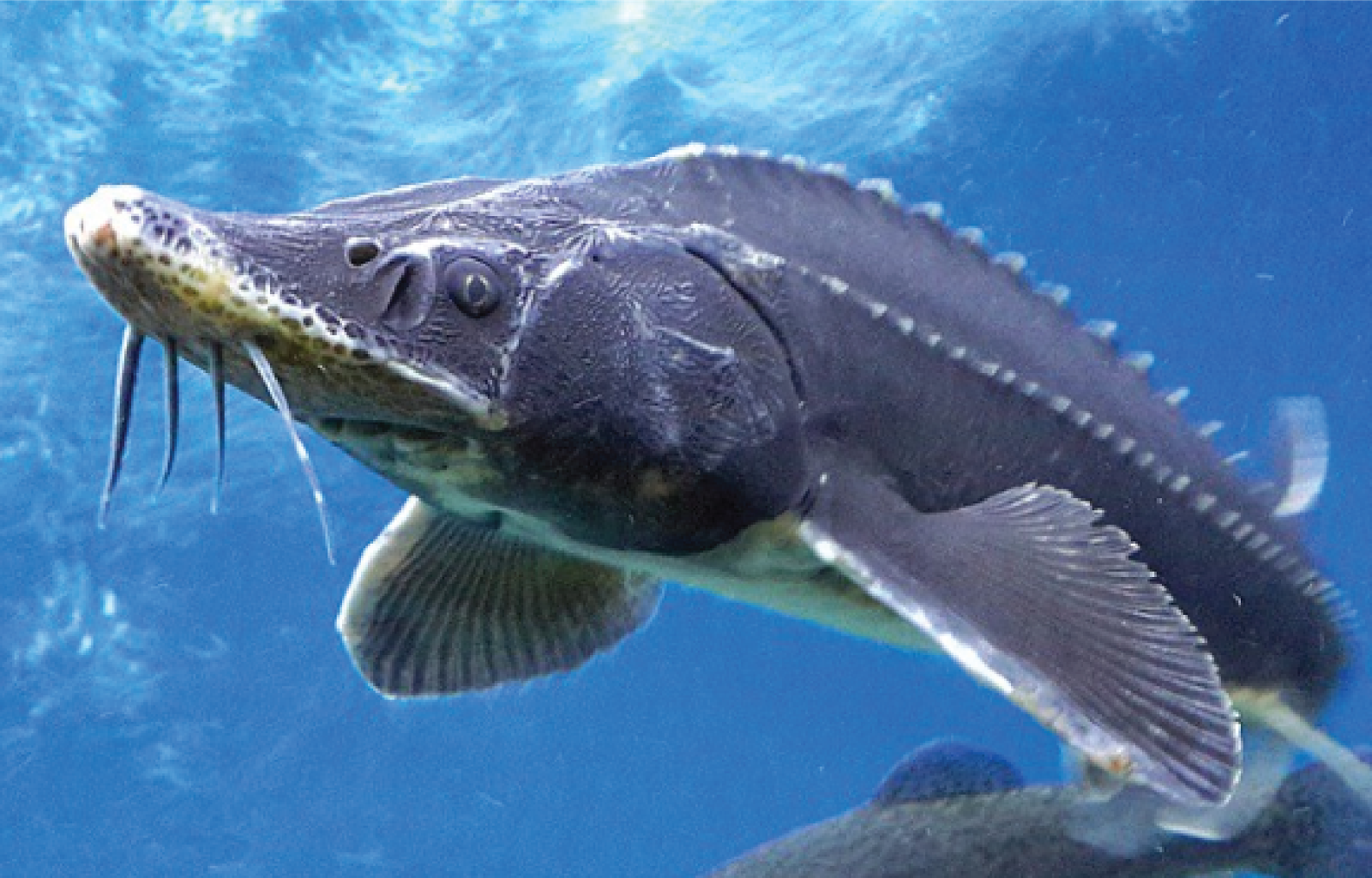 Masih Hidup Aja! Inilah 7 Ikan Predator Air Tawar Purba Yang Populer ...