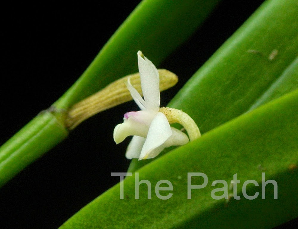 The Patch: Dendrobium schuitemanii?