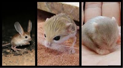 El jerbo egipcio (Dipodidae). | Curiosa naturaleza
