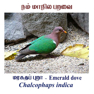 Thiru: State Symbols of Tamil Nadu