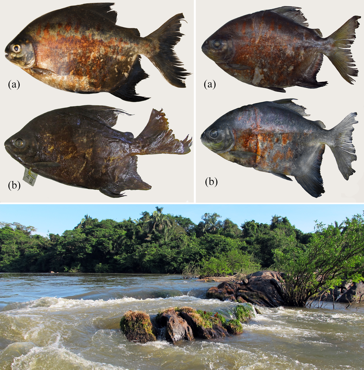 Species New to Science: [Ichthyology • 2017] Tometes siderocarajensis ...