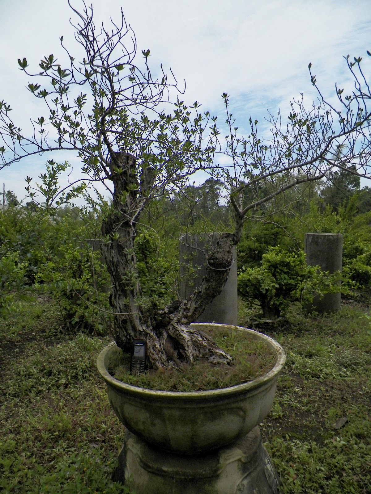 GALERY BONSAI MALANG: SANTIGI dan CENDRAWASIH