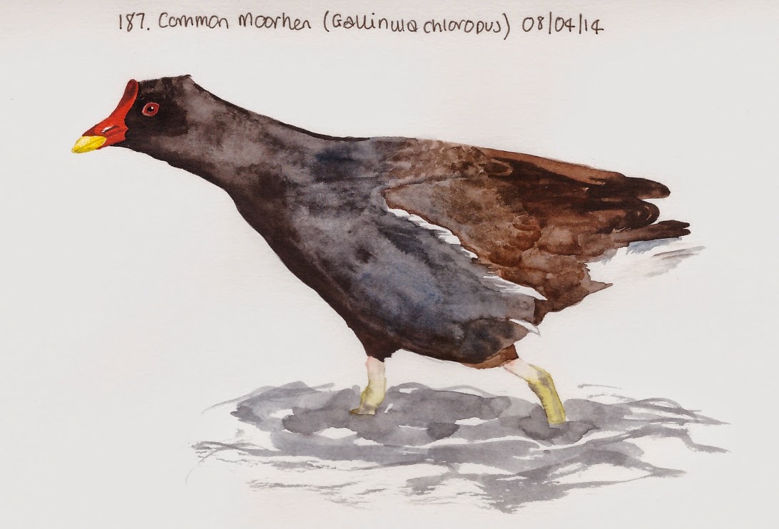 Learn.Draw.BIRD.: 187. Common Moorhen (Gallinula chloropus)