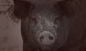 Mitos, Monstruos y Leyendas: La Marrana Negra.