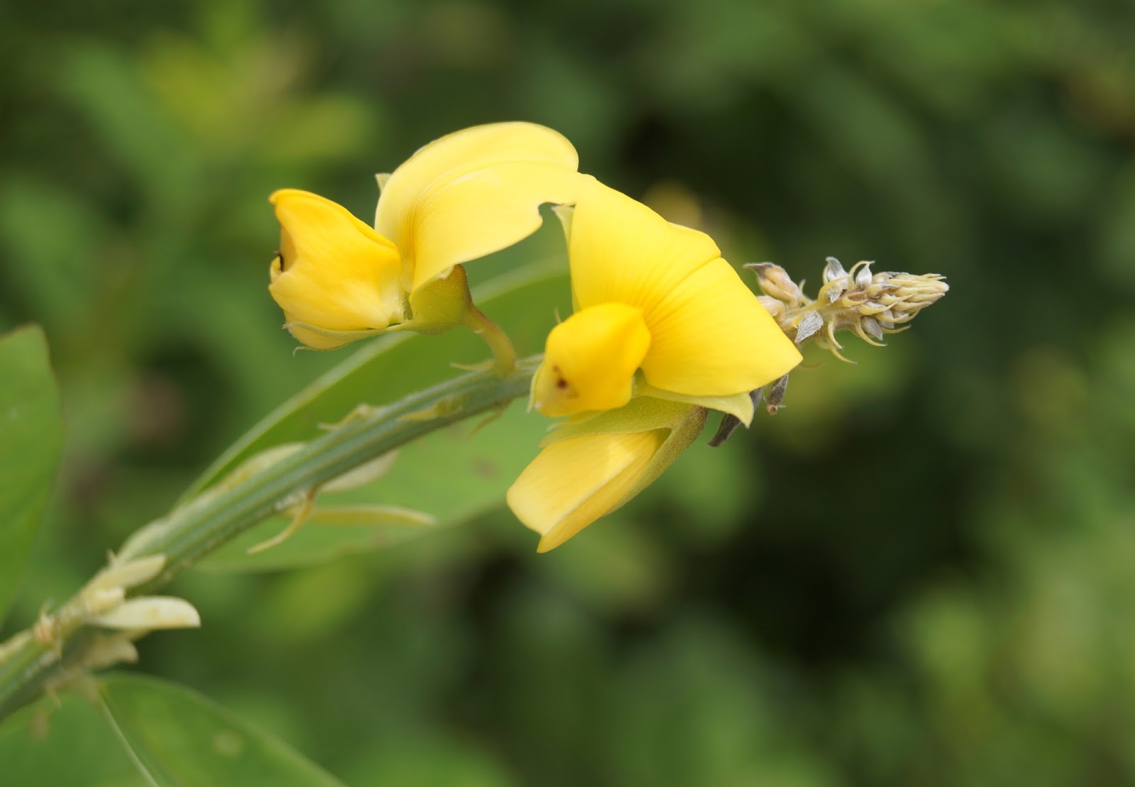 Crotalaria spectabilis ~ Plants for Life