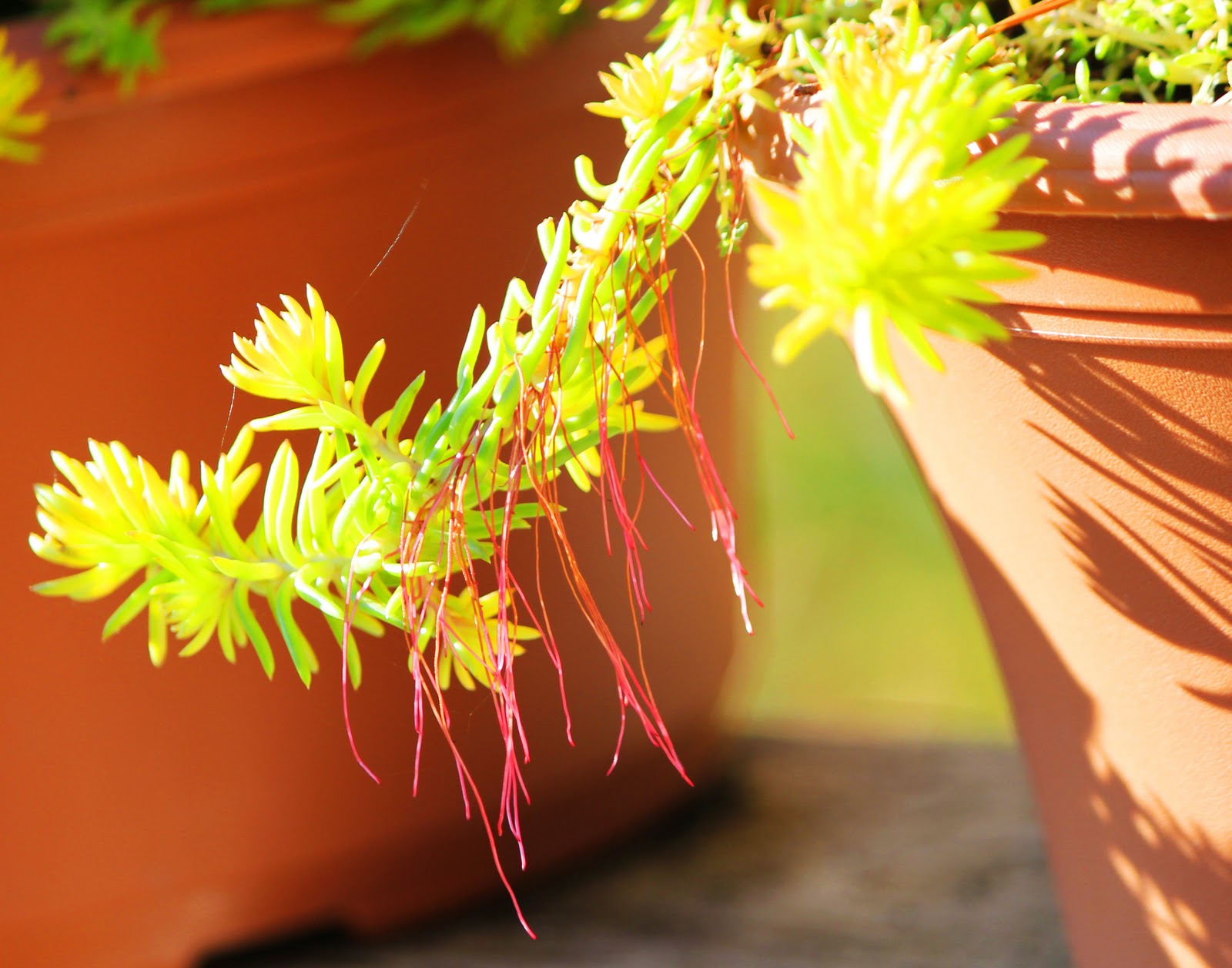 Mastering Horticulture Adventitious Roots Mastering Horticulture Adventitious Roots