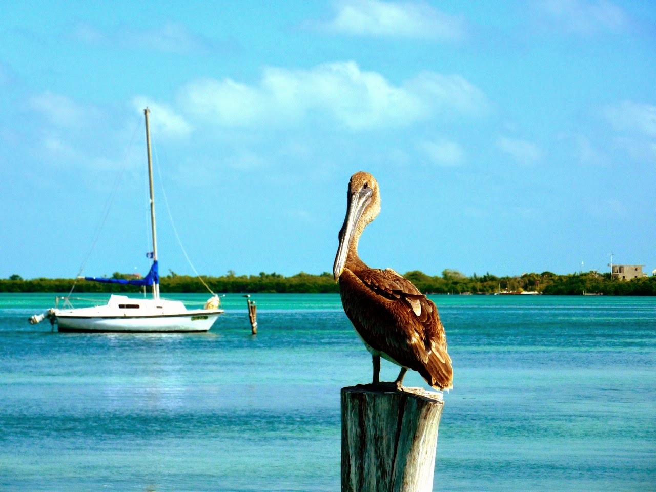 Hopefulist in Latin America: Last stop - Caye Caulker