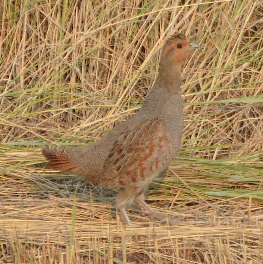 Wild Newton: August 2012