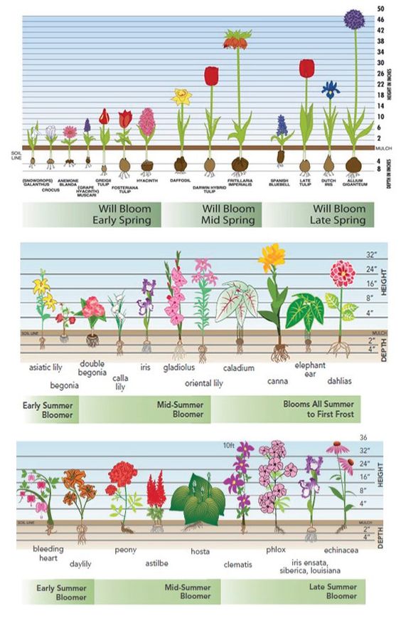 Gardening Tips & Reference ~ Gardening Stuff