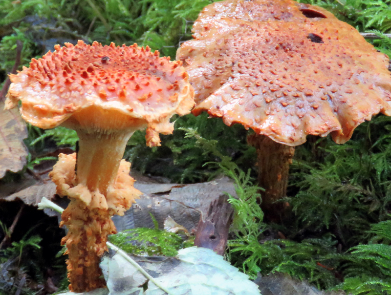 ramble & frolic: destination: fishhawk falls/ lee wooden county park ...