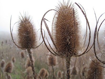 WHAT IS TEASEL? |The Garden of Eaden