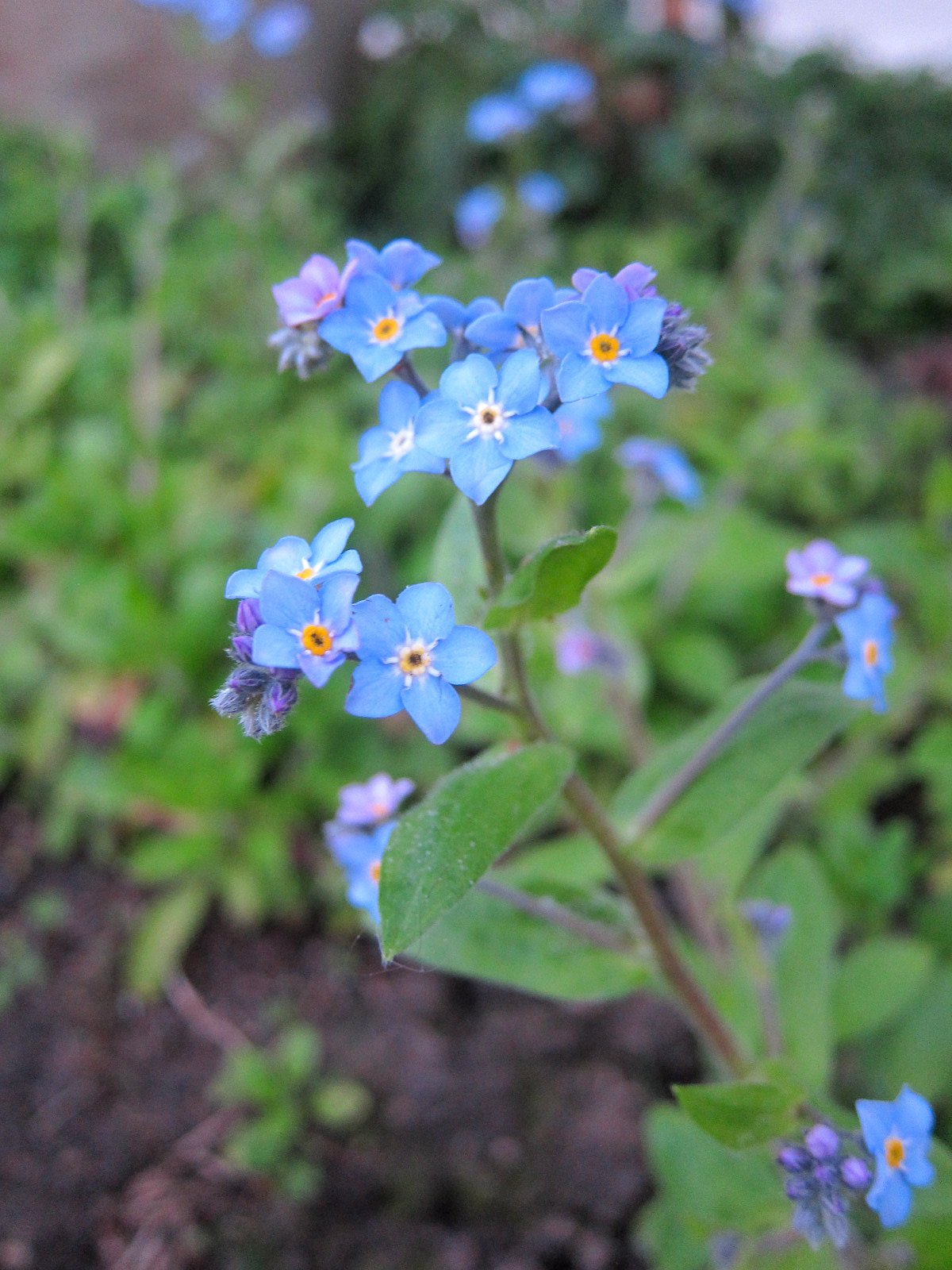 Chronica Domus: Spring In Winter