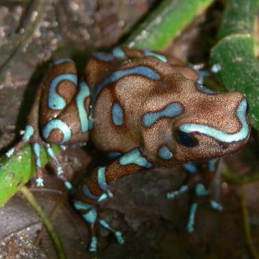 LA NATURALEZA EN CASA: Rana flecha veneno azul y bronce (dendrobates ...