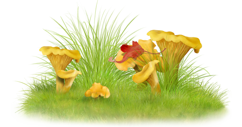 ® Colección de Gifs ®: IMÁGENES DE HONGOS