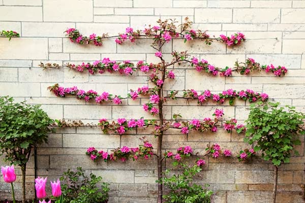 Blue Starr Gallery: Espalier, Decorative and Functional
