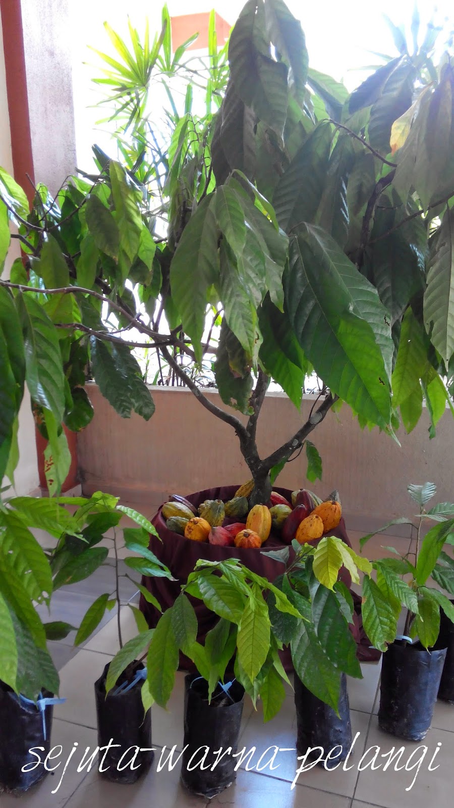 Sempena MCCD 2014 (Malaysia Cocoa & Chocolate Day @ Hari Koko & Coklat ...