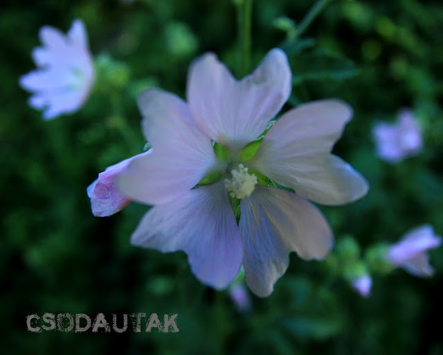 CSODAUTAK: Erdei mályva (Malva sylvestris)