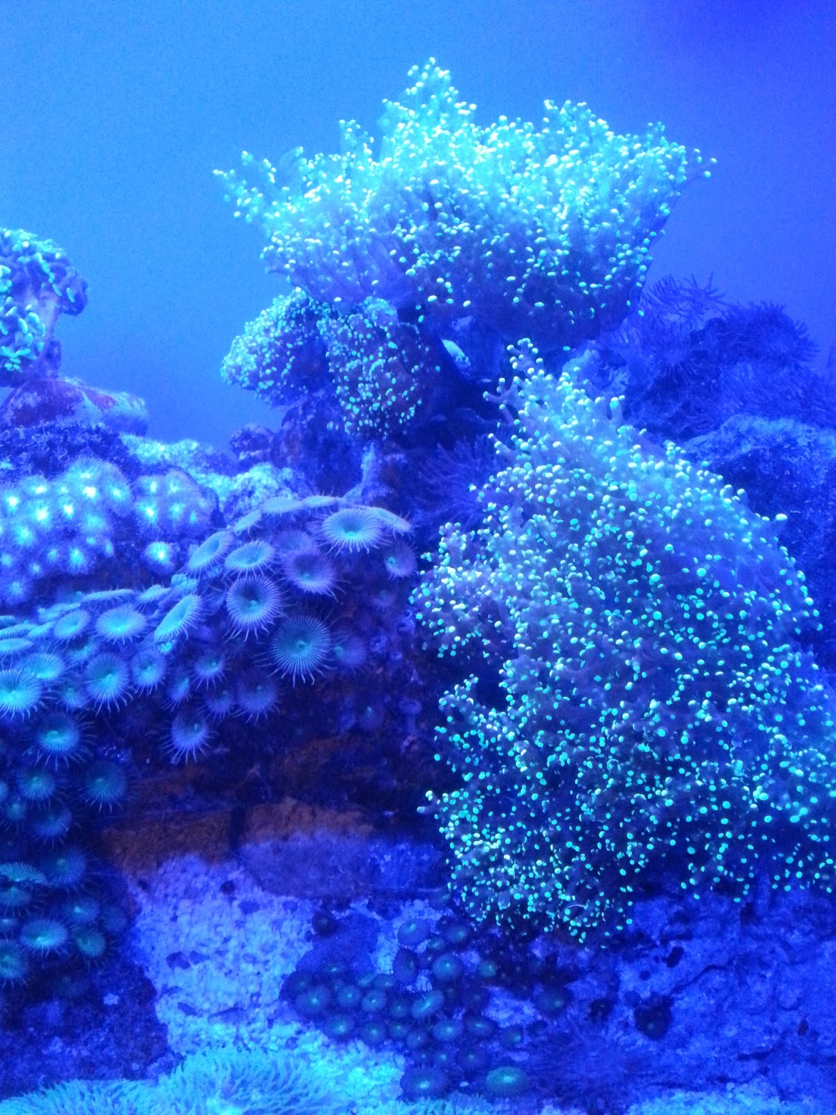 Rasos paraštės: Genuja. Ciao Italija