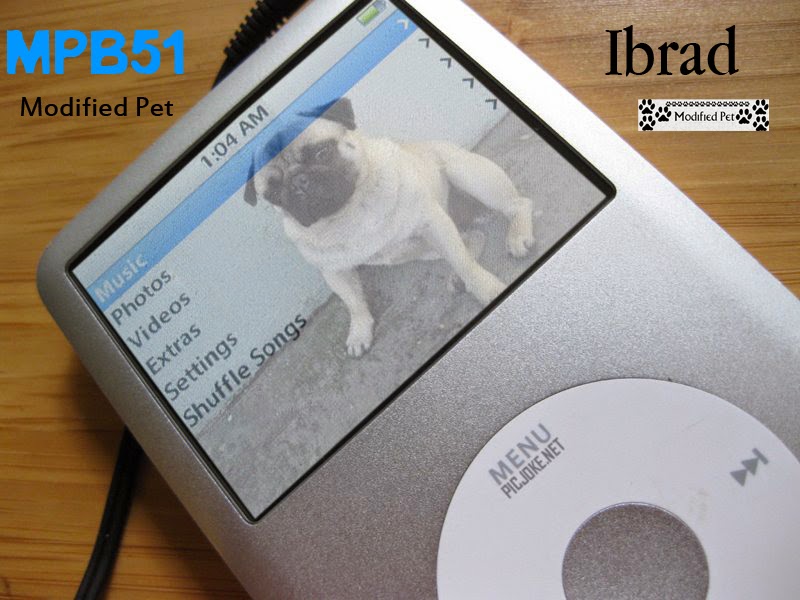 Brad The Pug: Modified Pet October 2014