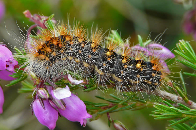 Limousin Photos Nature - Papillons et Chenilles: Viminia auricoma ...