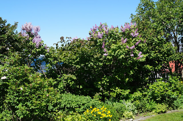 Lillians hage: Syriner som hekk og leplanting