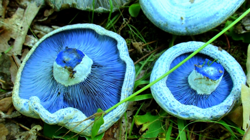 Cogumelandia - Setas en Galicia: Cultura de Setas IV - Lactarius Indigo