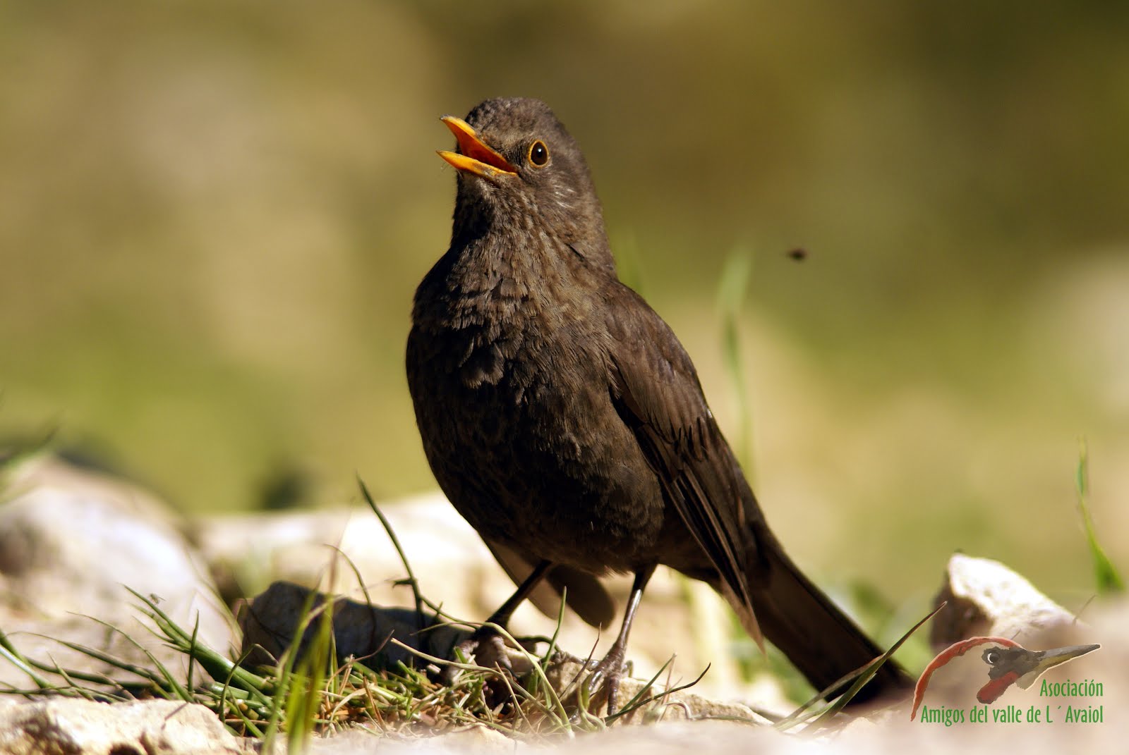 U. Distrital Francisco Jose de Caldas ( "Sede Vivero" ): MIRLA NEGRA ...