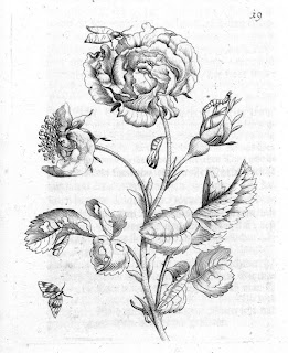 Black and White: Maria Sibylla Merian