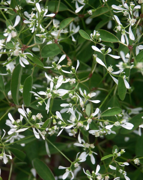 In A Costa Tropical Garden: Euphorbia hypericifolia......Diamond Frost