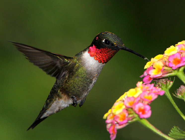 Bellas Aves de El Salvador: Archilochus colubris (colibrí migratorio de ...