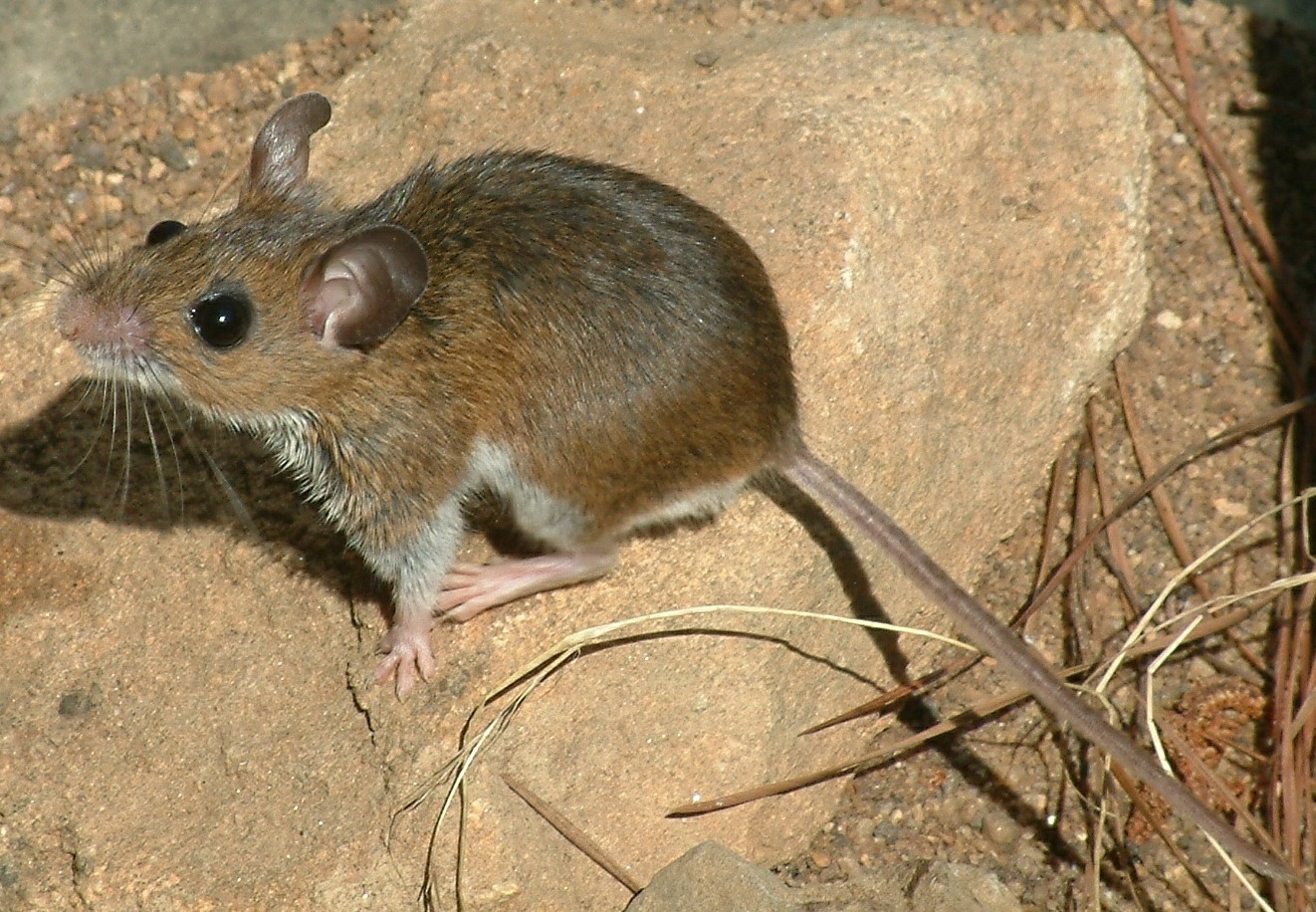 THE JUNGLE GRAPEVINE: Updates from the Field - Sri Lanka Wildlife ...