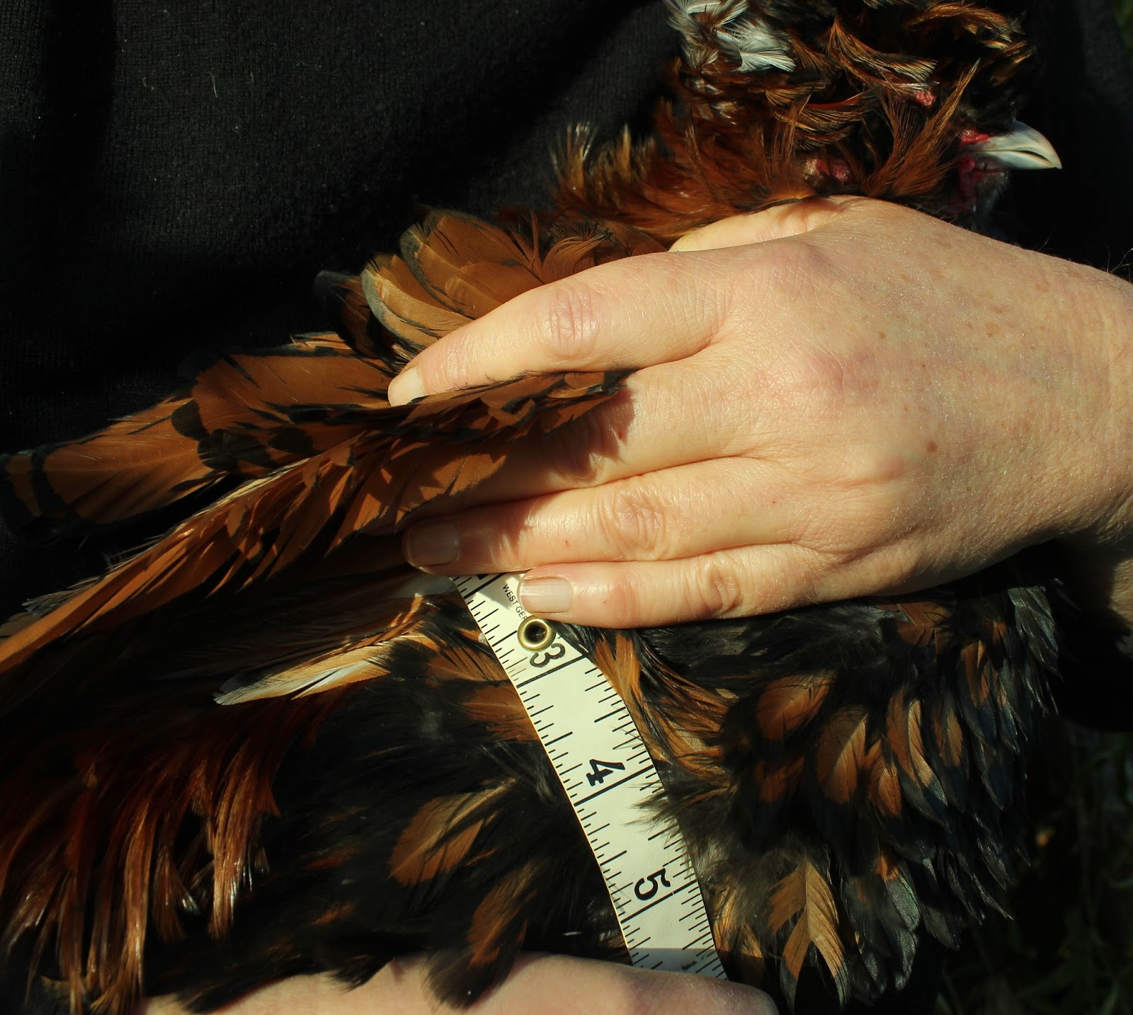 Halloween Costumes for Chickens Anyone? Our Polish Crested Family ...