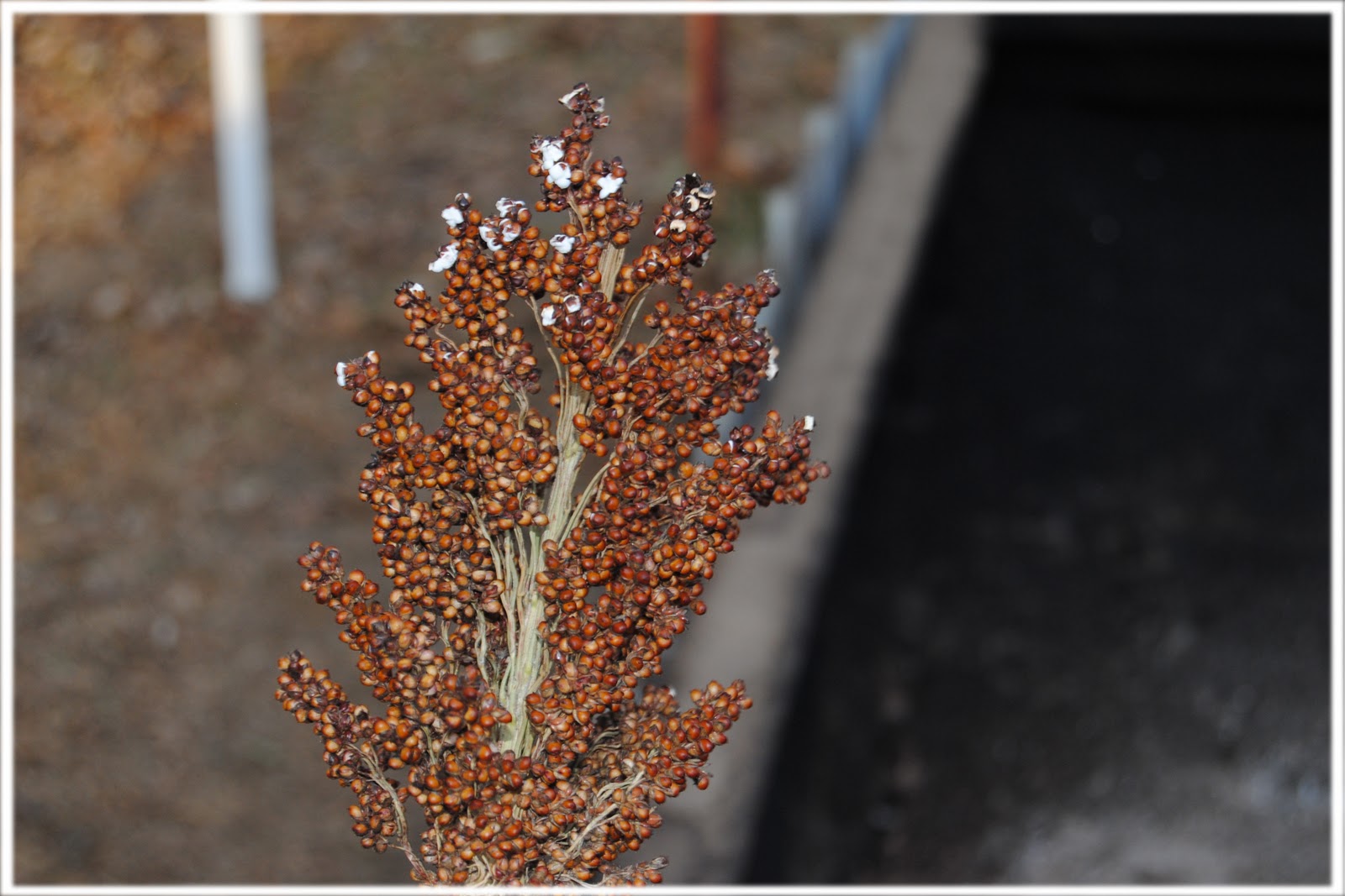 Butterfly Hill Farm: Popped Sorghum Grain