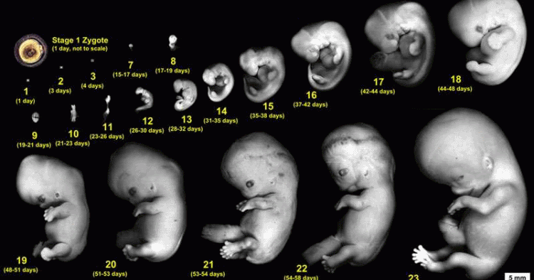 Perkembangan Janin Saat Usia Kehamilan 3 Bulan | Ibu Hamil