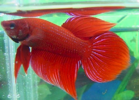Interesting Facts About the Fighter Fish or Betta Fish