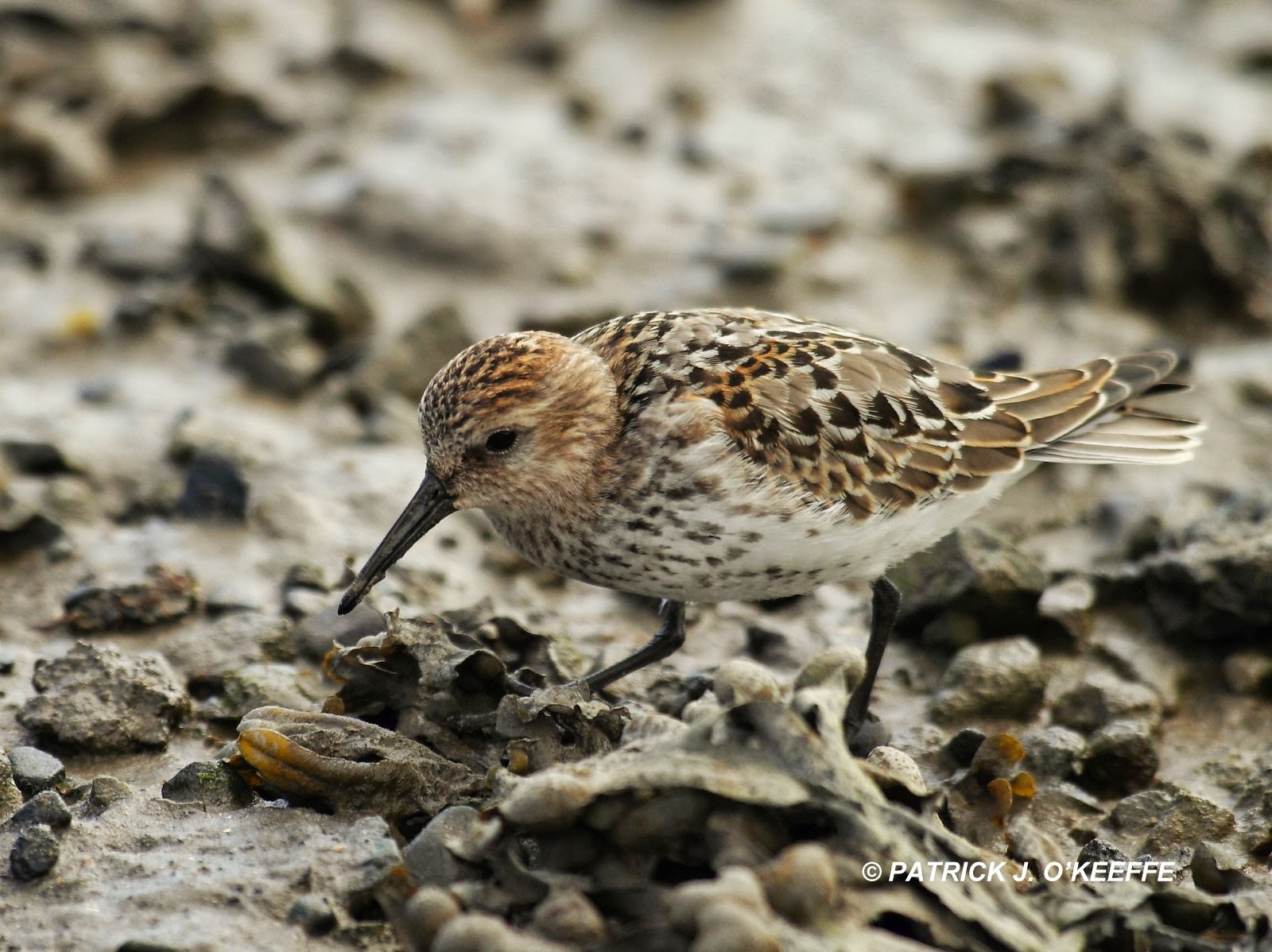 Raw Birds: DUNLIN (Juvenile in moult to winter plumage) (Calidris ...