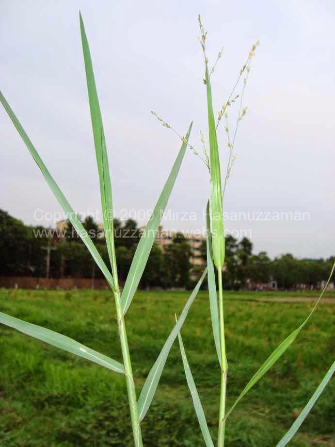 Technology and Agriculture, Current issue and Jobs: WEEDS IN BANGLADESH ...