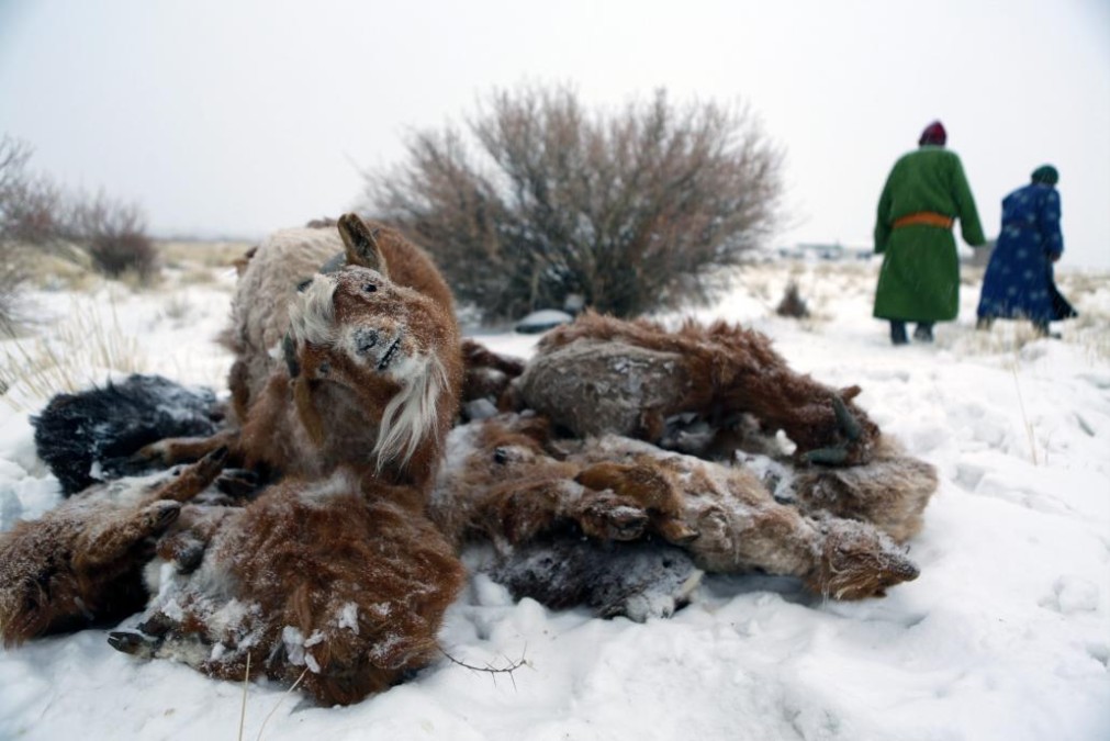 Los efectos del zud en Mongolia