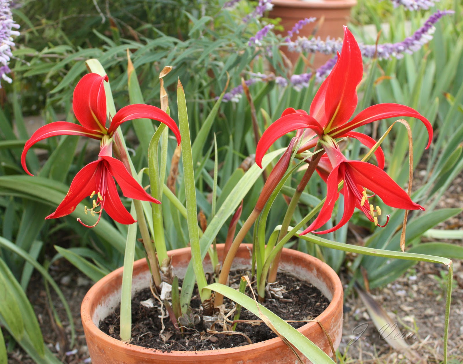 Un jardín en Málaga: Sprekelia formosissima. Flor de lys.