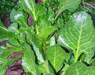 Baked Sea Beet and Potato Balls. - The Backyard Larder