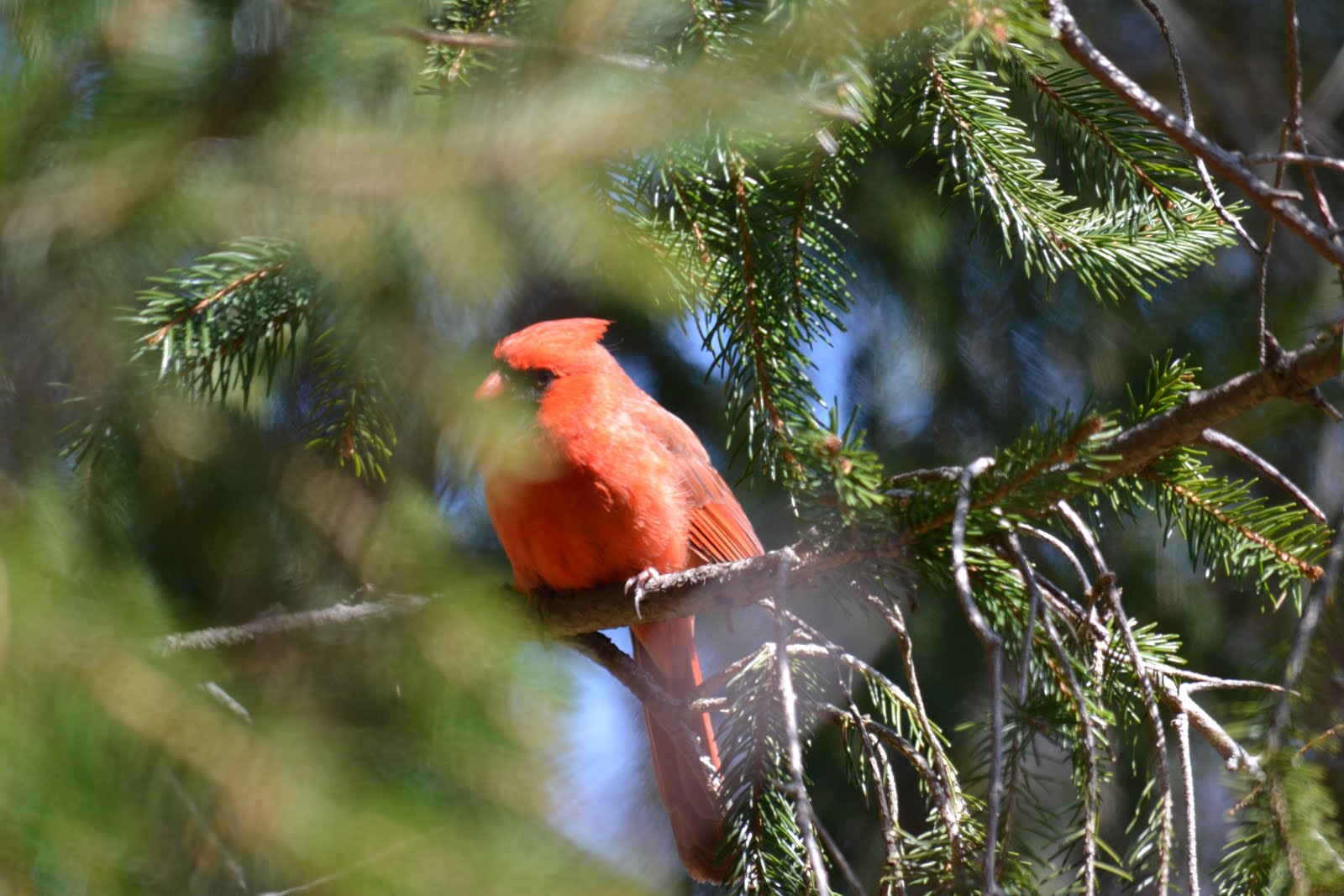 It's All About Purple: Mister Cardinal...