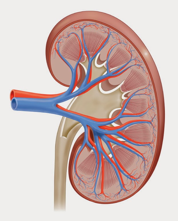 Osebno in zasebno - Helena Golenhofen: Brezplačno predavanje v Kalčku ...