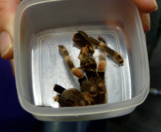 Mrs. Yollis' Classroom Blog: Wildlife Experience: Tarantula and Turkey ...