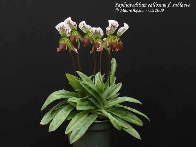 Paphiopedilum callosum orchid plant care and culture | Travaldo's blog