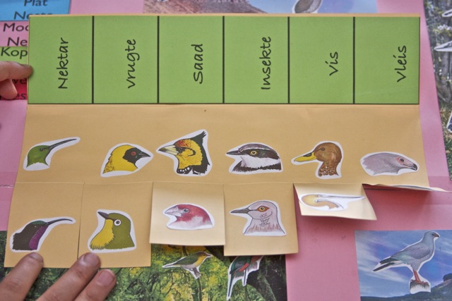 Back to Ancient Ways: The How-To-Lapbook and Our Bird Lapbook