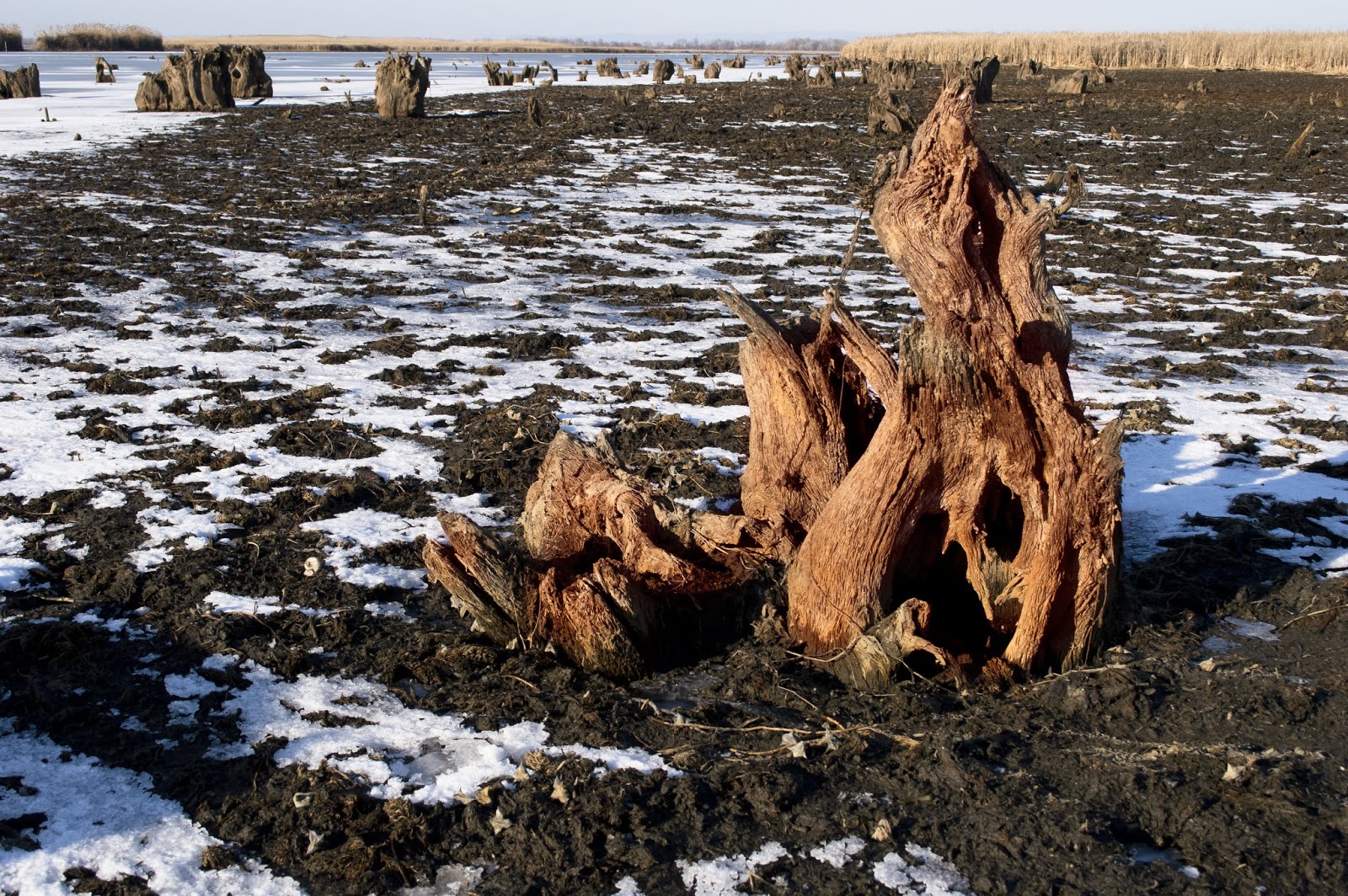 Történetek képekkel: Megelevenednek a tuskók