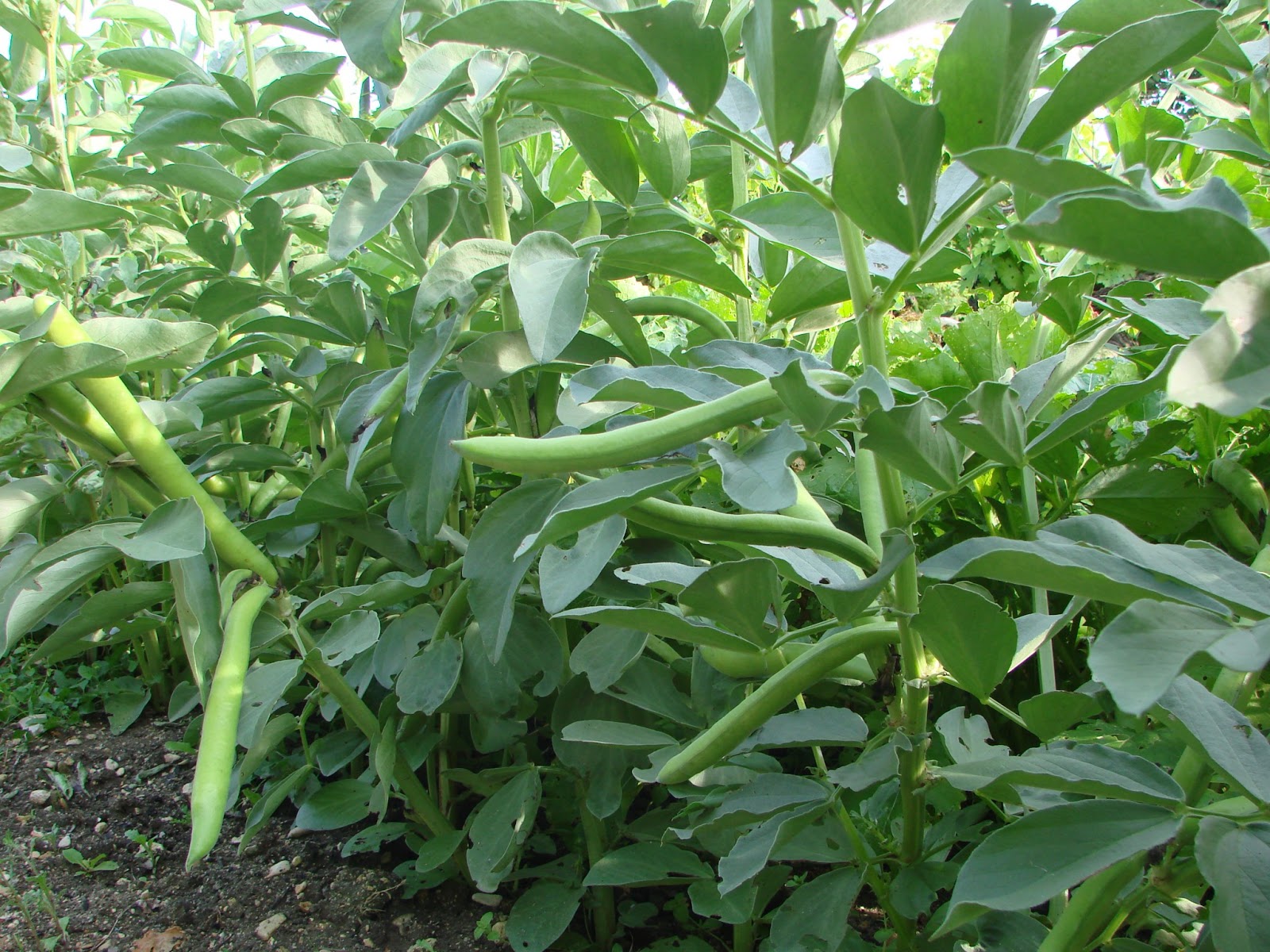 Au jardin d'Aurore: La Fève