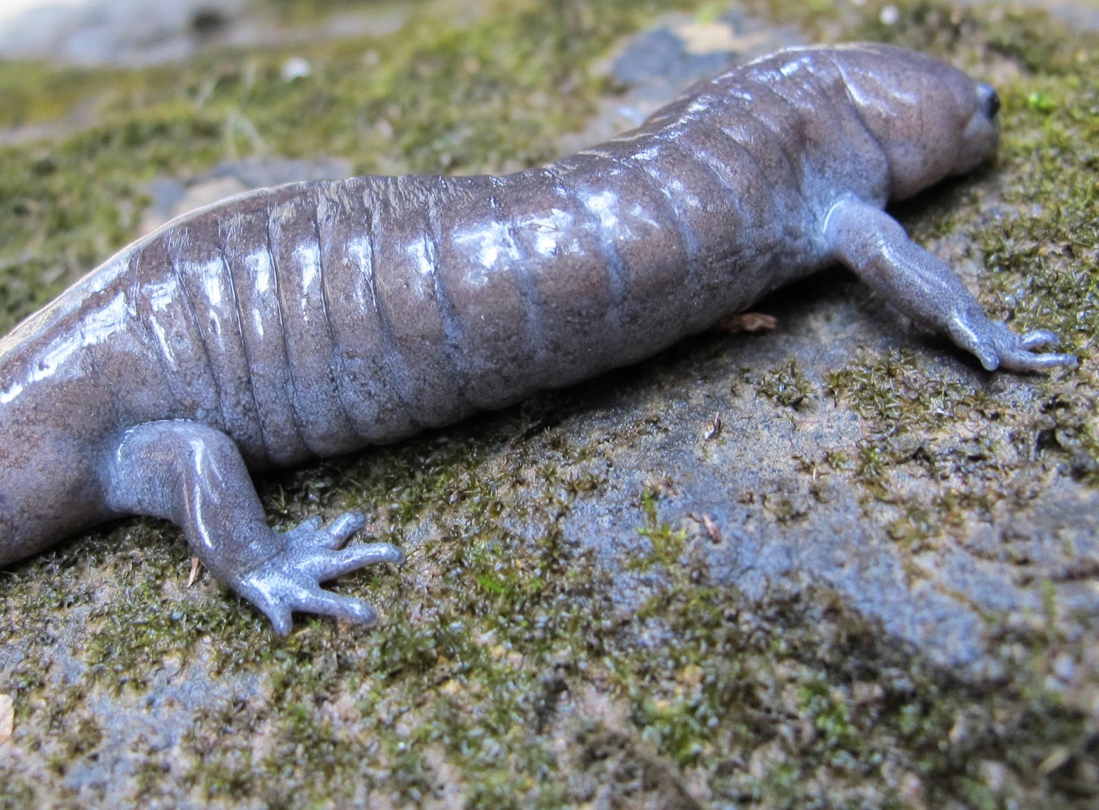 Blue Jay Barrens: Streamside Salamander