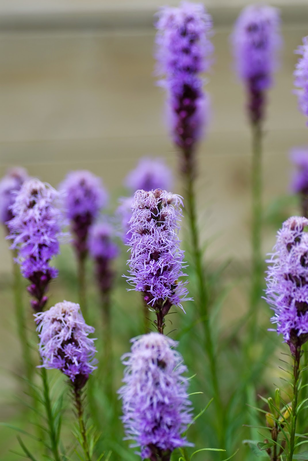 Prestige Flowers: Liatris Flower Facts