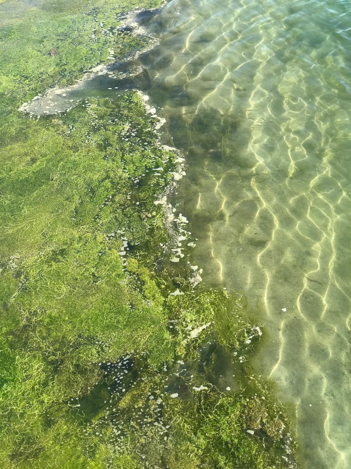 Studio 907: The Colorado Lagoon, Long Beach, California and its ...